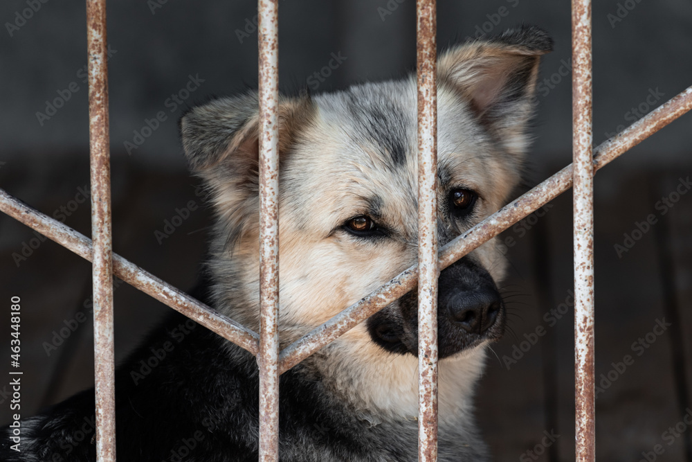 Unhappy sad dog in a cage behind bars in an animal shelter close-up ...