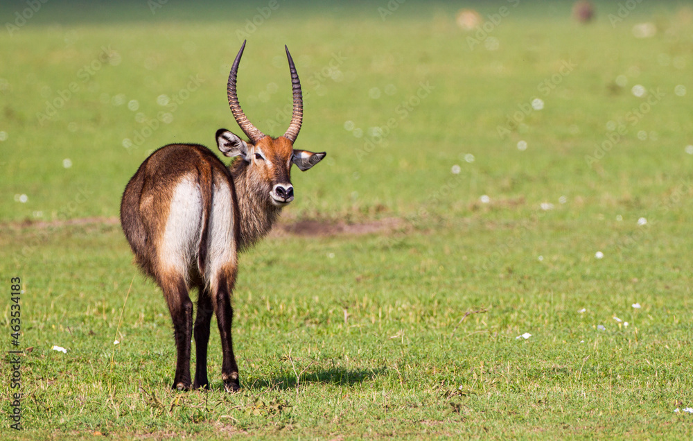 Defassa Waterbuck looks back across the Masai Mara, Kenya Stock Photo ...