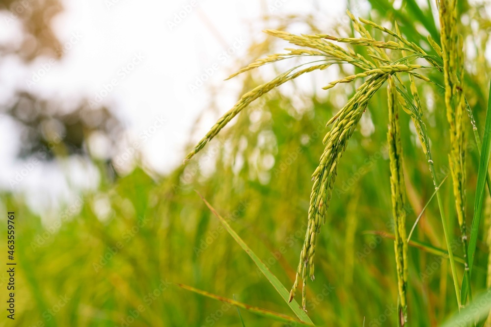Selective focus on ear of rice. Green paddy field. Rice plantation ...
