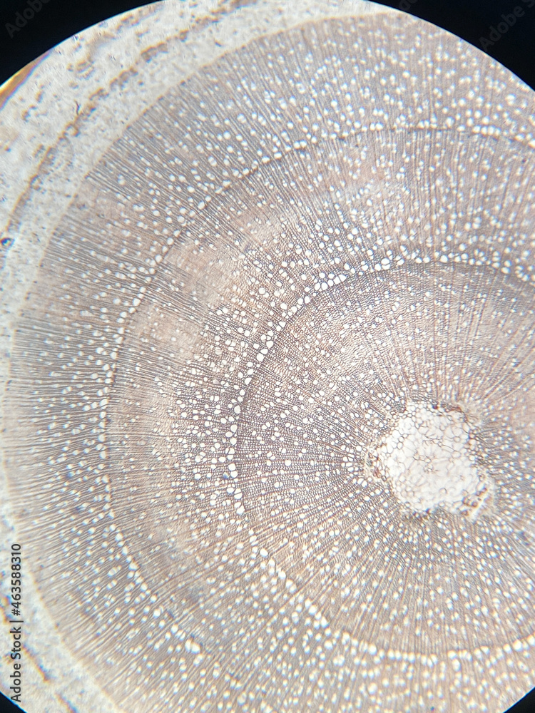 microscopic photo of pine wood structure Stock Photo | Adobe Stock