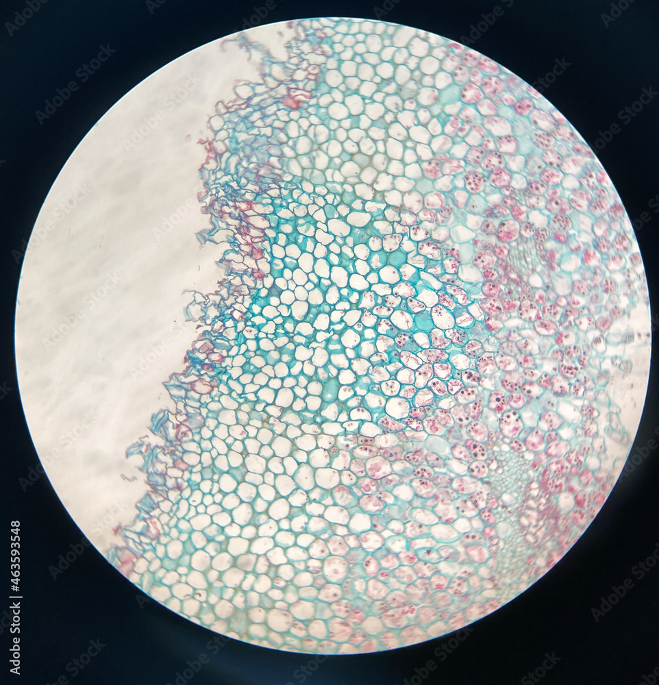 microscopic photo of nymphaea aquatic stem Stock Photo | Adobe Stock