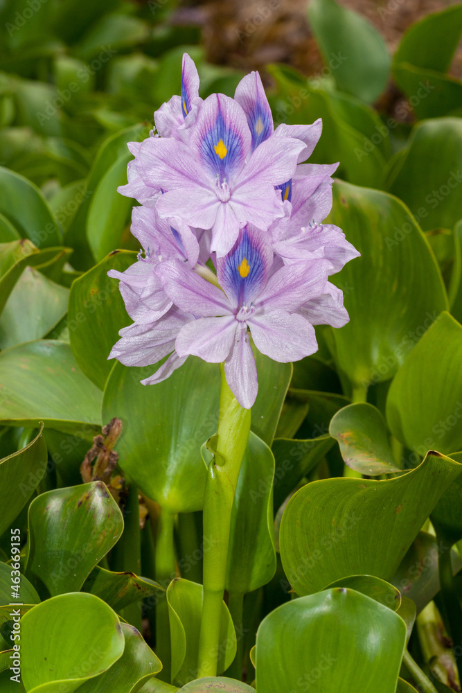 Des jacinthes d'eau sur un plan d'eau dans le jardin botanique de ...