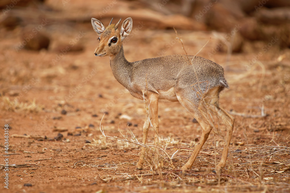 Kirks Dik-dik - Madoqua kirkii small brown antelope native to Eastern ...