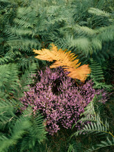 Heather And Fern Free Stock Photo - Public Domain Pictures