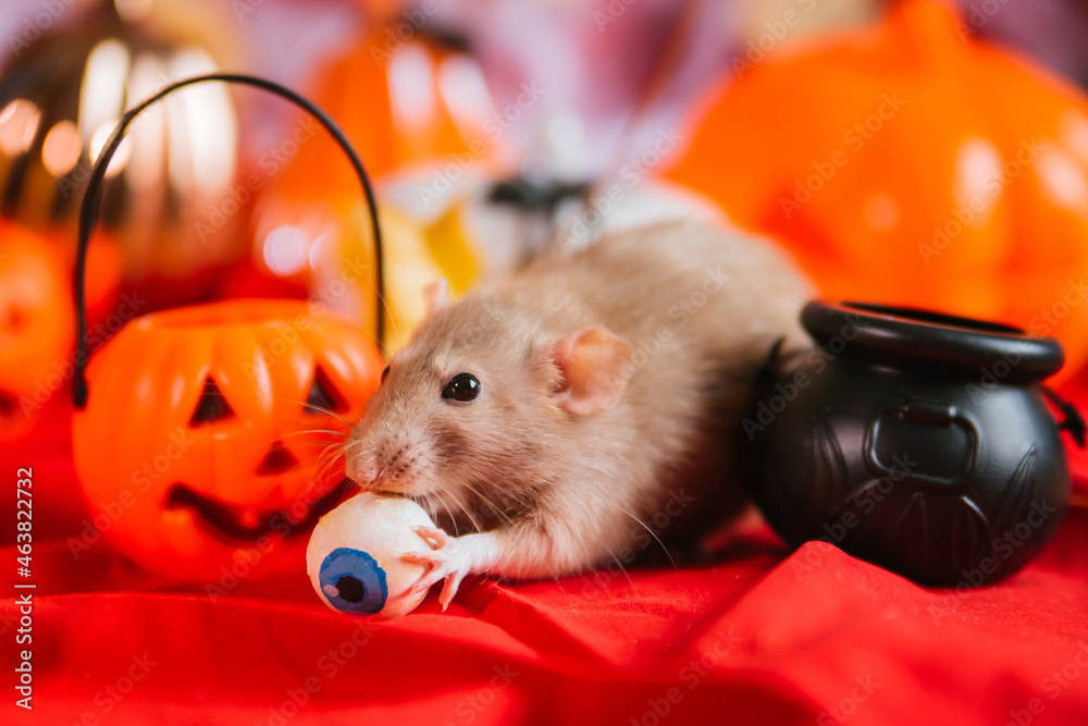 Beige rat of the Dumbo breed on a gloomy background with pumpkins ...