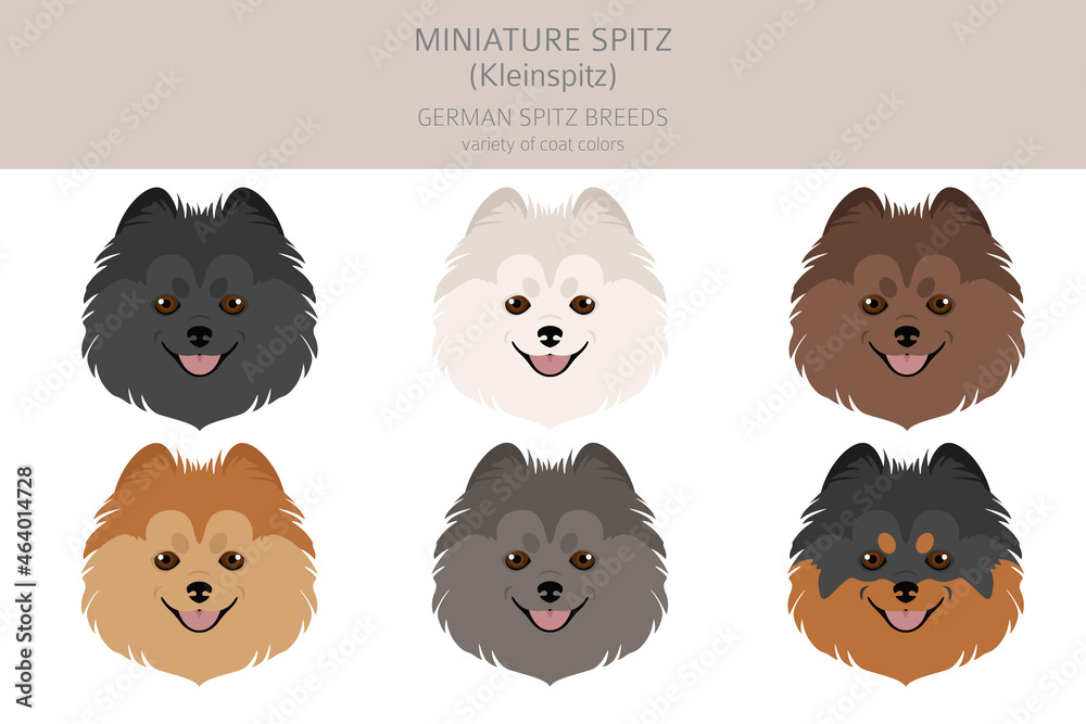 German spitz, Miniature spitz clipart. Different poses, coat colors set ...