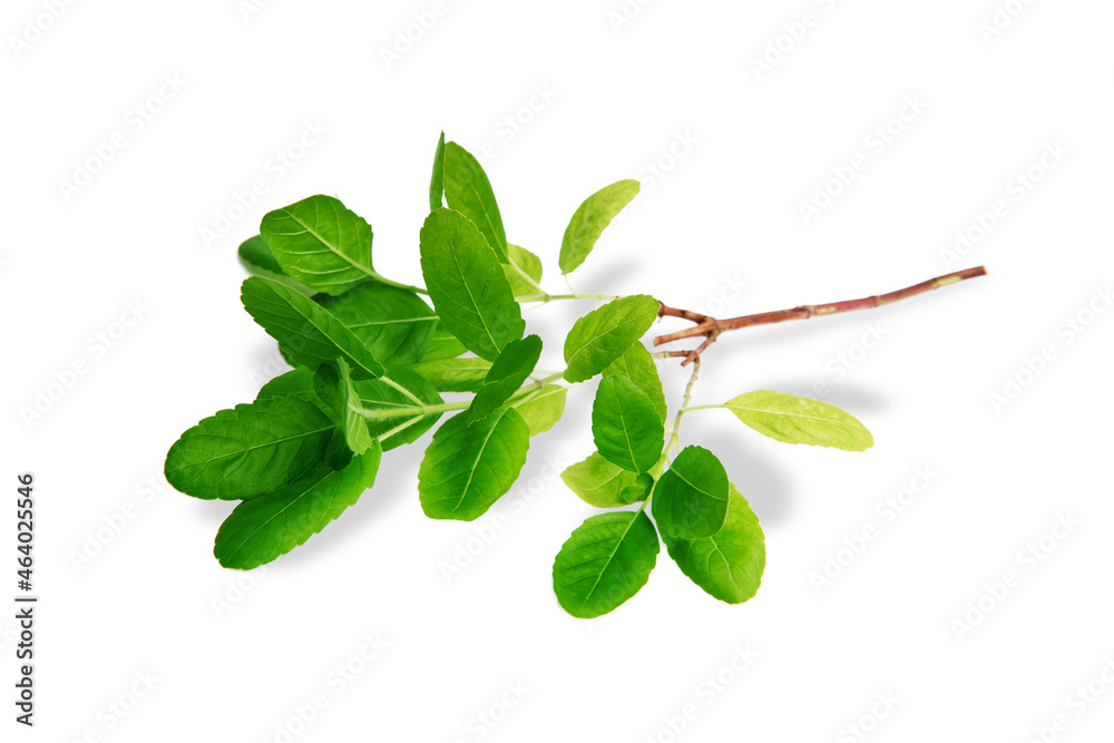 Basil leaves and twig (Ocimum tenuiflorum) isolated on white background ...