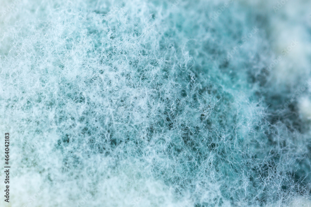 Photo Stock Mold close-up macro. Moldy fungus on food. Fluffy spores ...