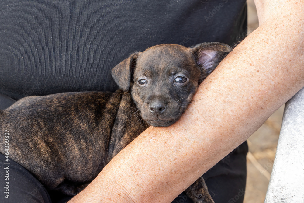 One month old brown, brindle Jack Russell puppy lies on a woman's arm ...