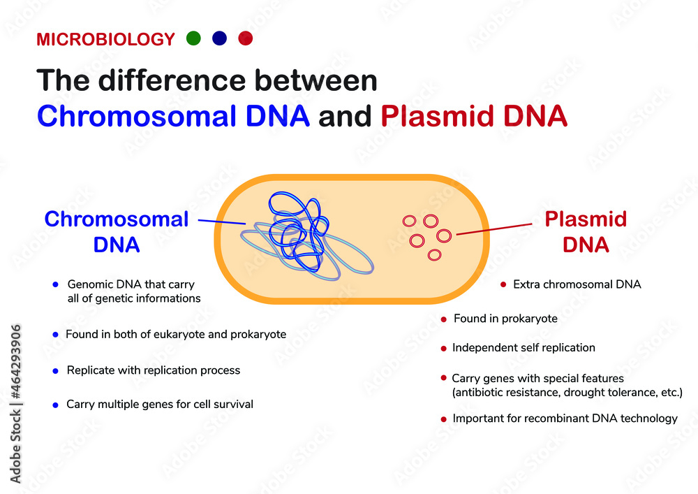 Microbiology diagram explain difference between chromosomal DNA and ...