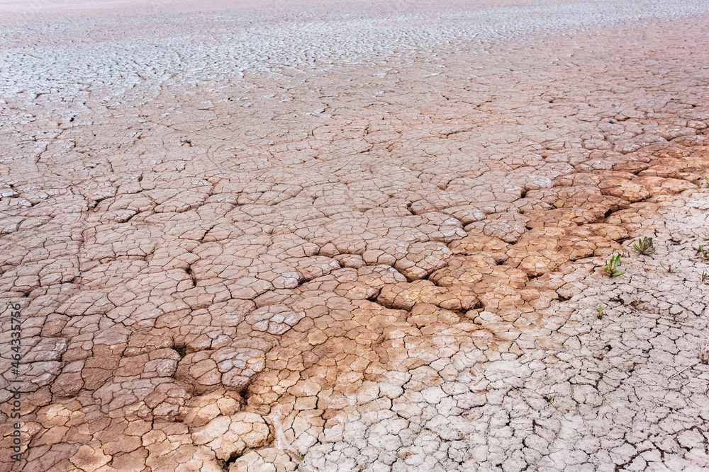 Dry and cracked ground background. Salt polluted soil with green plants ...
