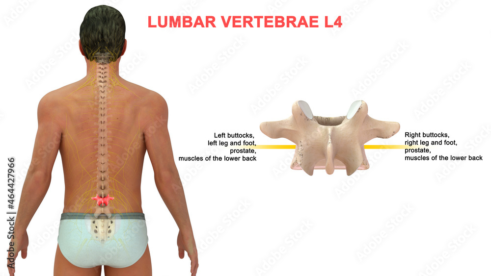 The lumbar spine contains 5 vertebrae, labeled L1 to L5, which ...