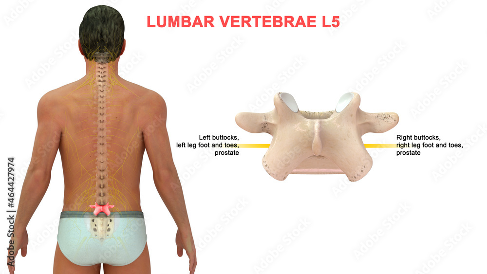 The lumbar spine contains 5 vertebrae, labeled L1 to L5, which ...