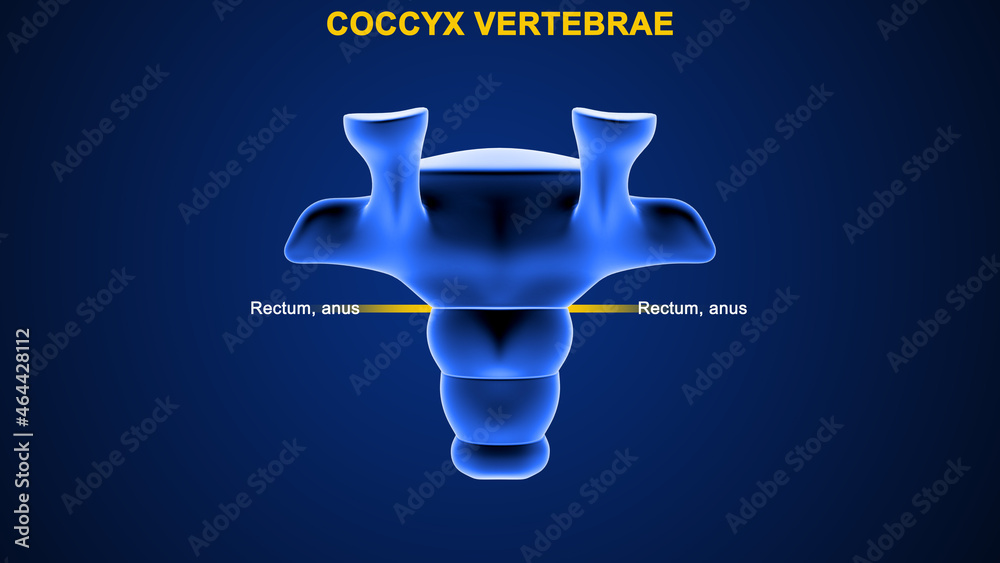 The coccyx (also known as the tailbone) is the terminal part of the ...