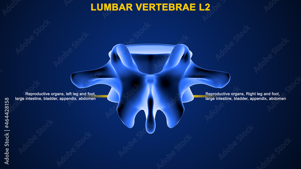 Ilustración de Stock The lumbar spine contains 5 vertebrae, labeled L1 ...
