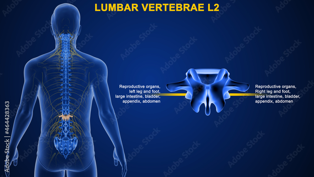 The lumbar spine contains 5 vertebrae, labeled L1 to L5, which ...