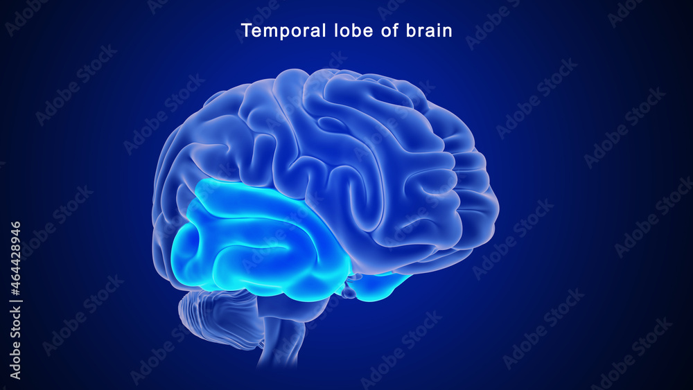 Temporal Lobe of Brain Stock Illustration | Adobe Stock