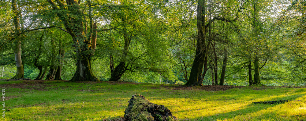 walk-in-the-new-forest-woodland-in-summer-stock-photo-adobe-stock