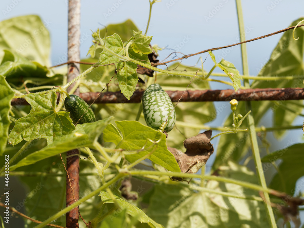 Mexican sour Gherkin cucumber, vine plant with edible fruit shaped like ...