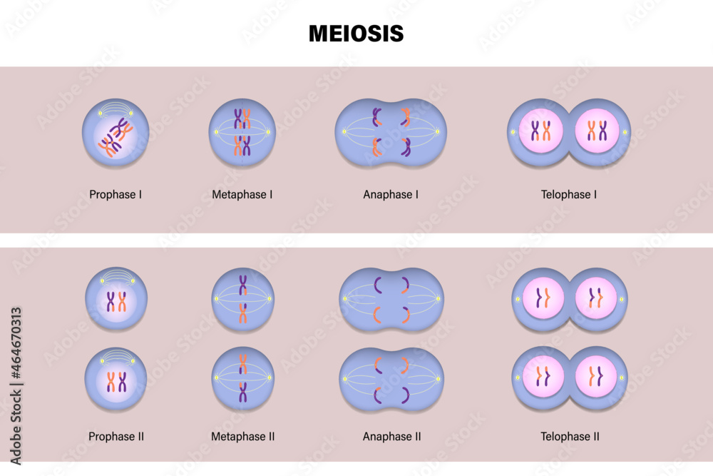 Meiotic division of an animal cell. Diagram of Meiosis. Prophase, Metaphase, Anaphase, and ...