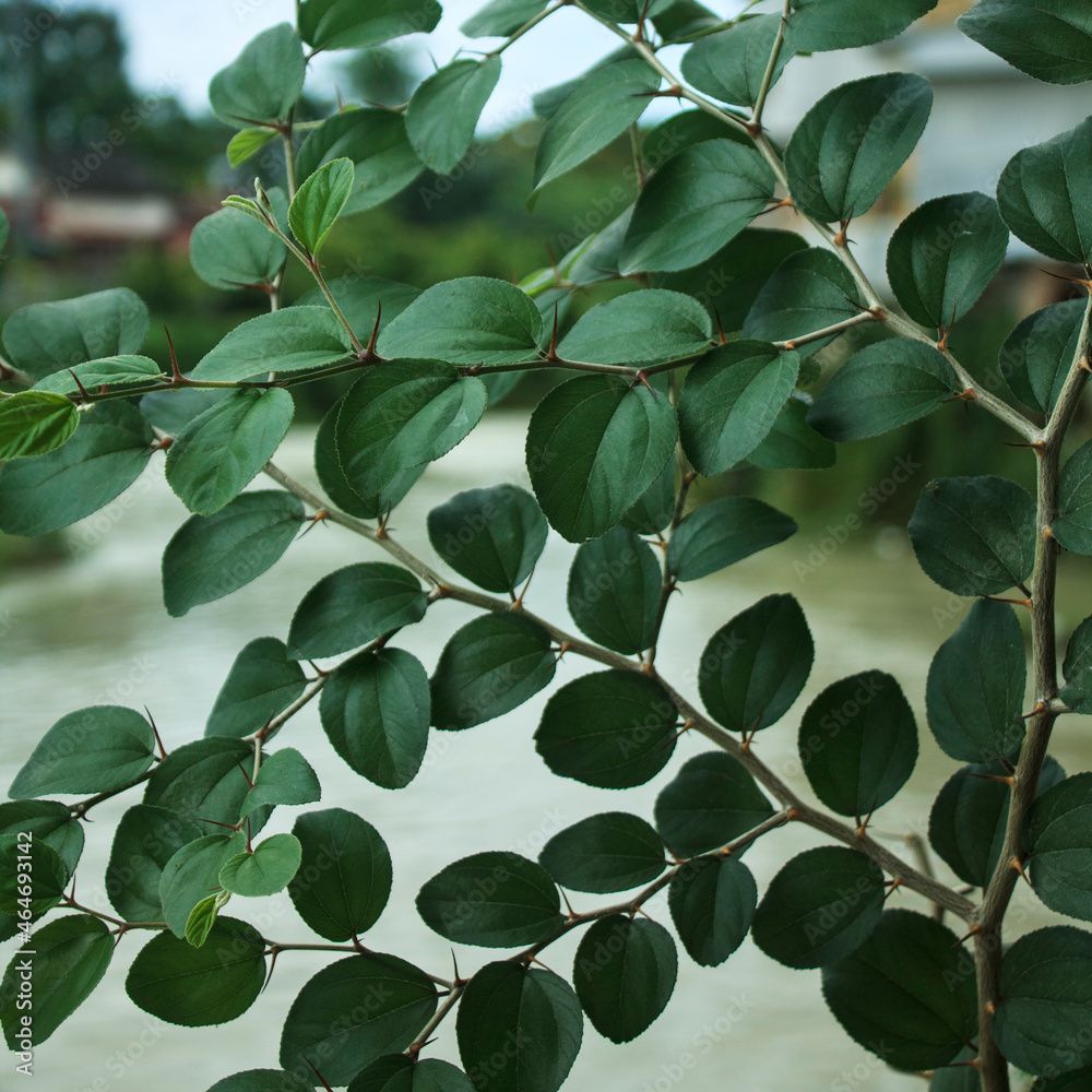 Lote Tree Leaves