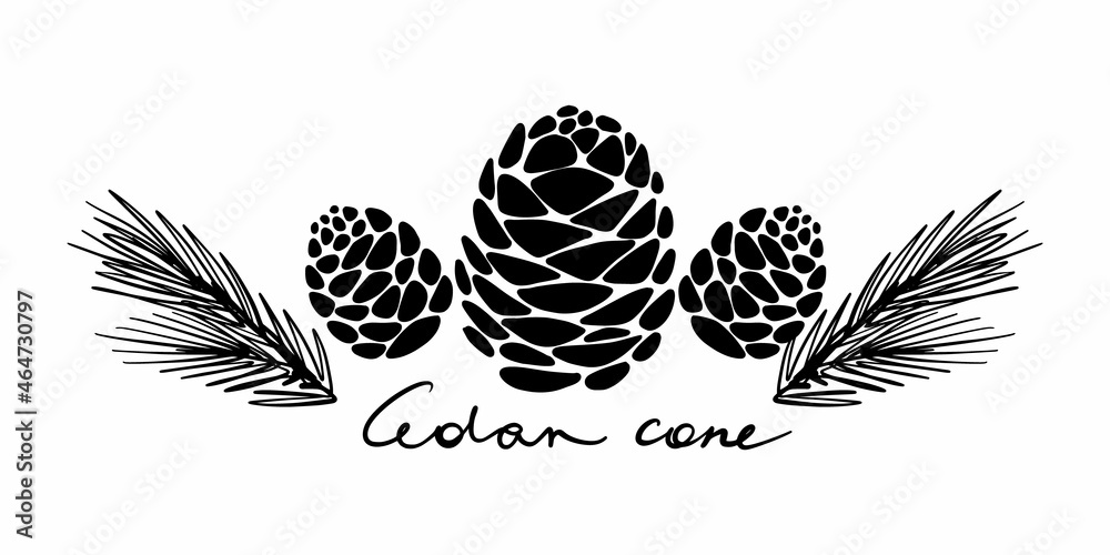 Vector drawing of cedar cones Stock Illustration | Adobe Stock