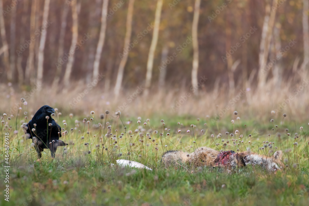 Raven, Corvus corax, red fox carrion, Vulpes vulpes, in the meadow ...