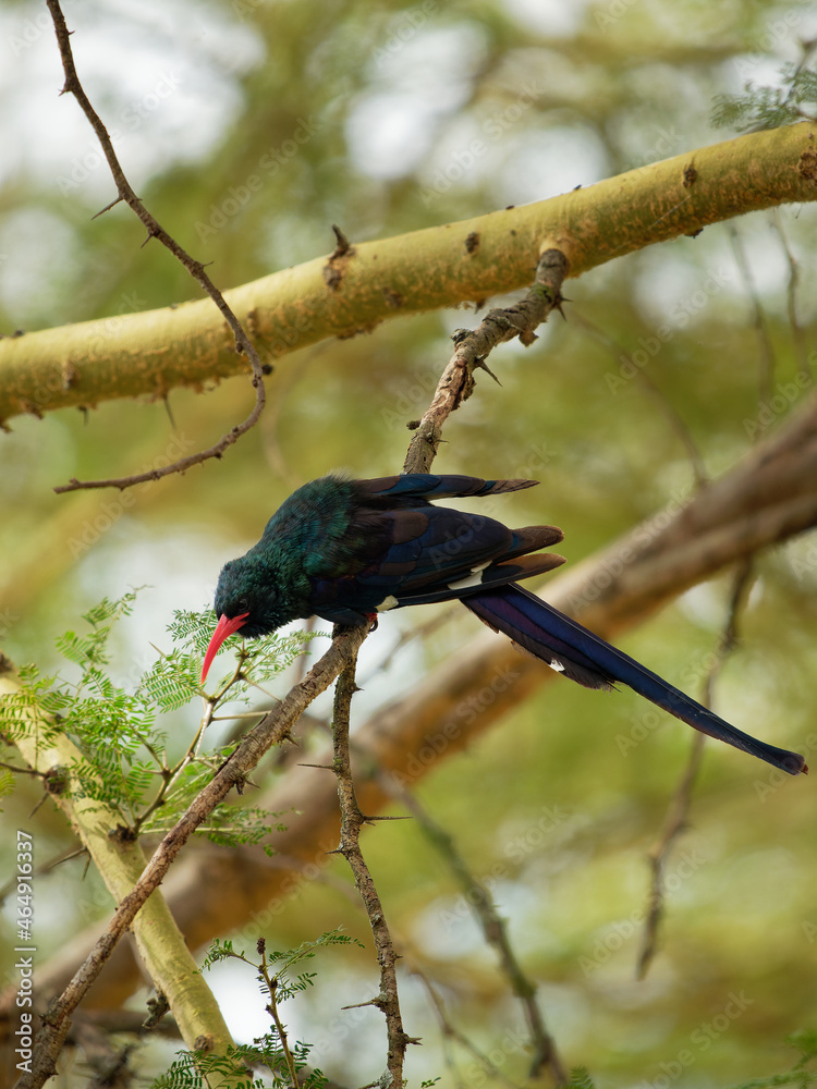 Foto Green Woodhoopoe - Phoeniculus purpureus near-passerine bird ...