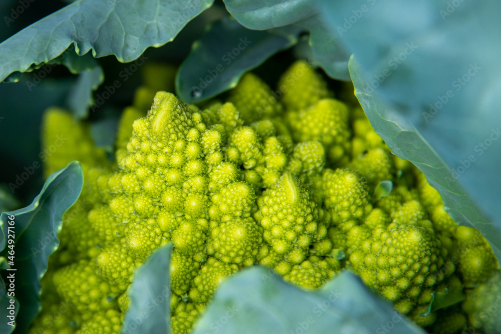 A green romanesco cauliflower vegetable surrounded by large green ...