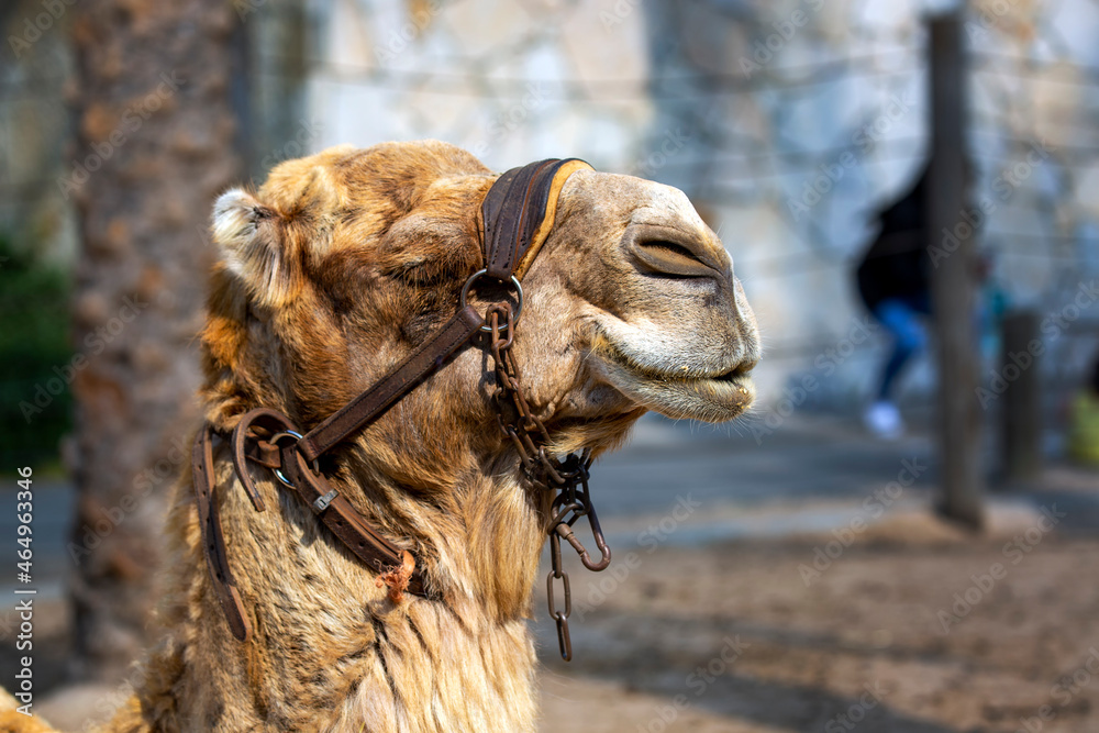 Camels relaxing with the mouth open waiting for food. Cropped photo of ...