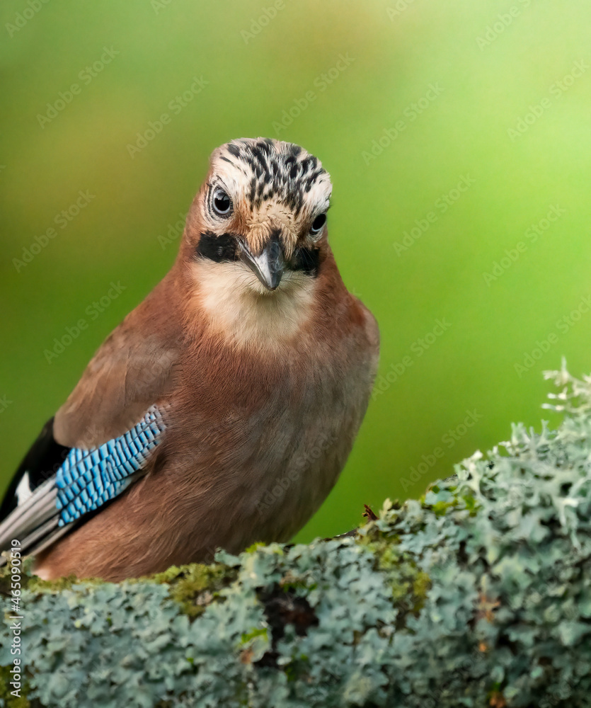 Jay bird looking Stock Photo | Adobe Stock