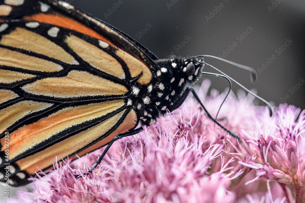 Macro closeup of a Monarch Butterfly (Danaus plexippus) feeding through ...