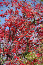 Red Coral Flower Frame With Wood Free Stock Photo - Public Domain Pictures