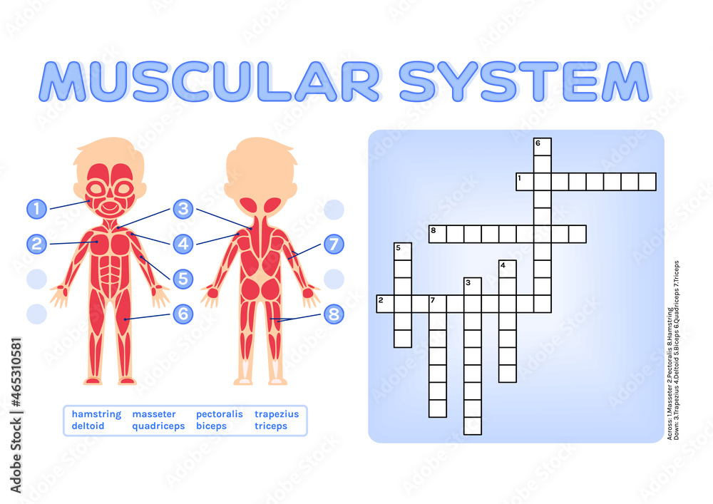 Crossword Puzzle for Children. Human Muscular System. Brain teaser for ...