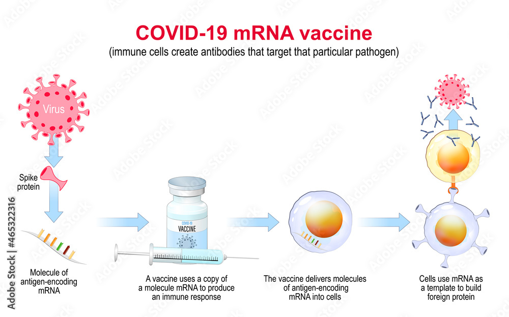 COVID-19 mRNA vaccine. mechanism of action. Stock Vector | Adobe Stock