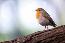 European Robin Bird Portrait Photo Free Stock Photo - Public Domain ...