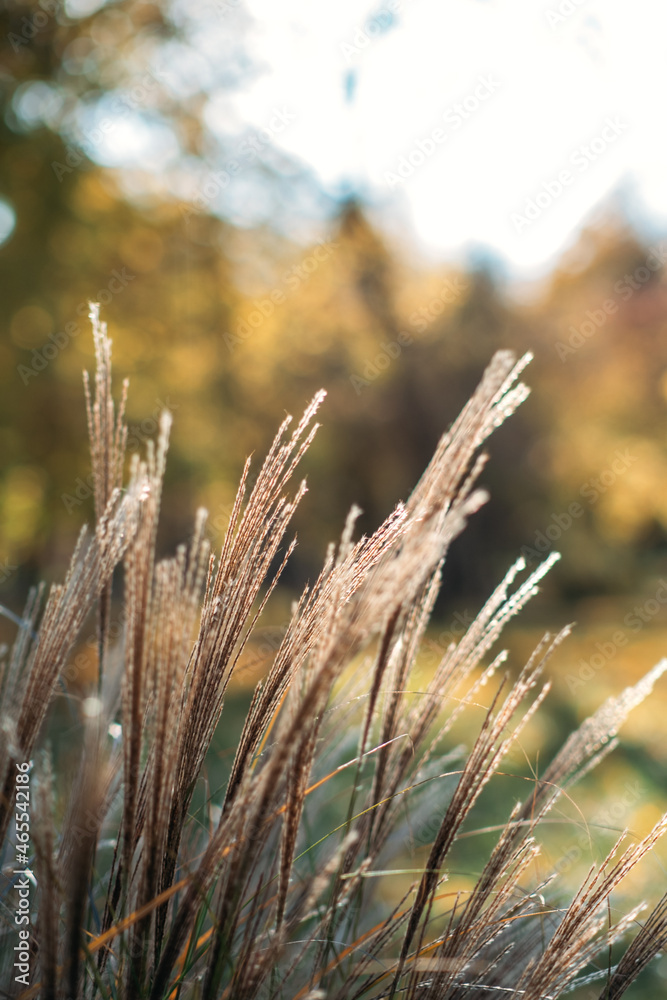 Decorative grass Miscanthus plants. Dried panicle grass texture ...