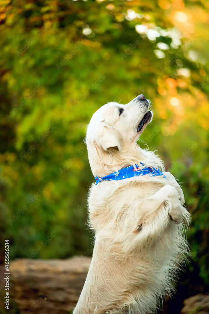 Dog golden retriever stands in a rack on its hind legs in the park ...