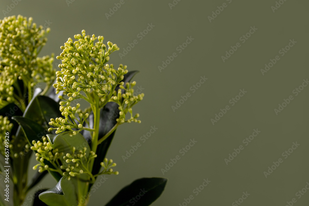 Skimmia Fragrant Cloud flower buds - Latin name - Skimmia japonica ...