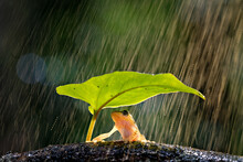 Frog In The Rain Free Stock Photo - Public Domain Pictures