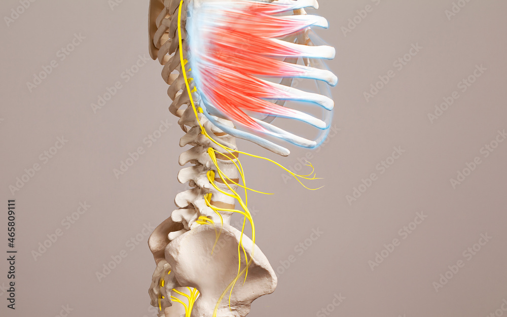 Spinal nerve illustration of human body. Human nervous system, spinal ...