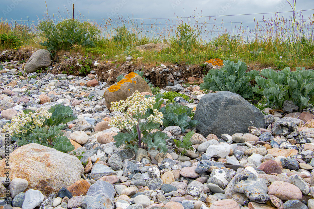 Foto de Stock Pflanzen und Steine am Ostsee Strand am Naturschutzgebiet ...