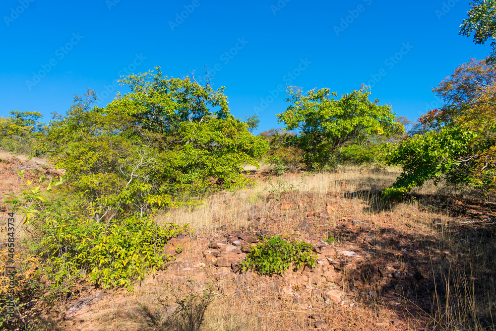 A view of the caatinga landscape in autumn (beginning of the dry season ...