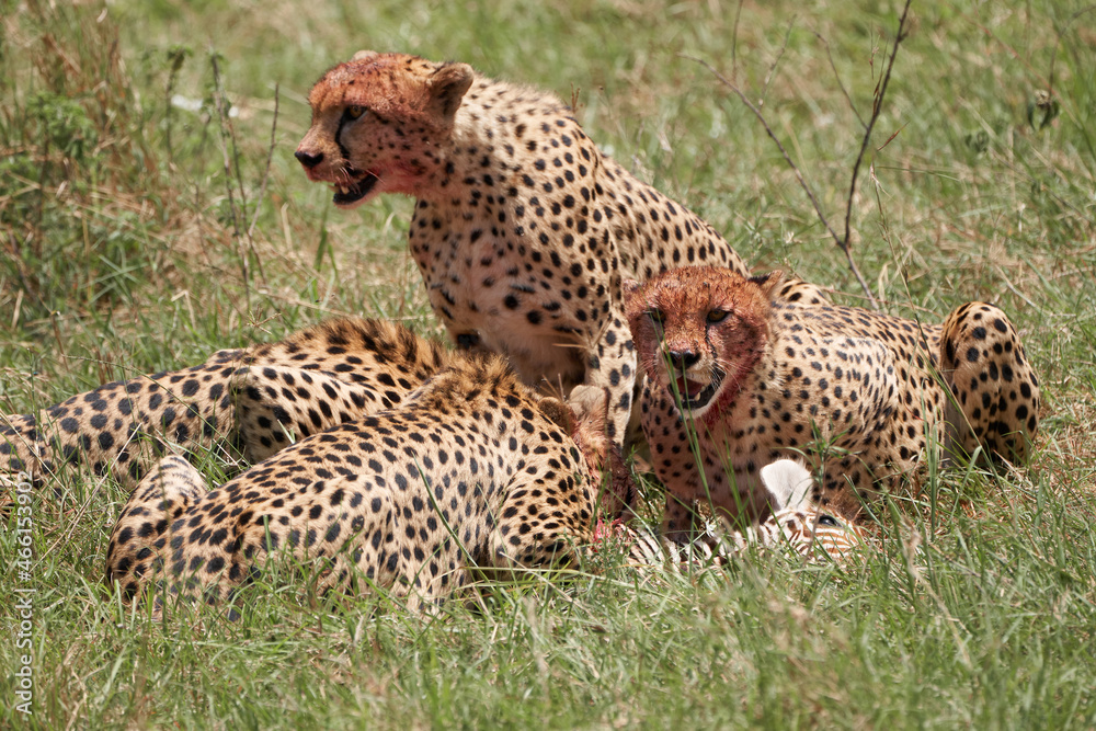 Cheetahs and their prey after having managed to hunt it enjoy and ...