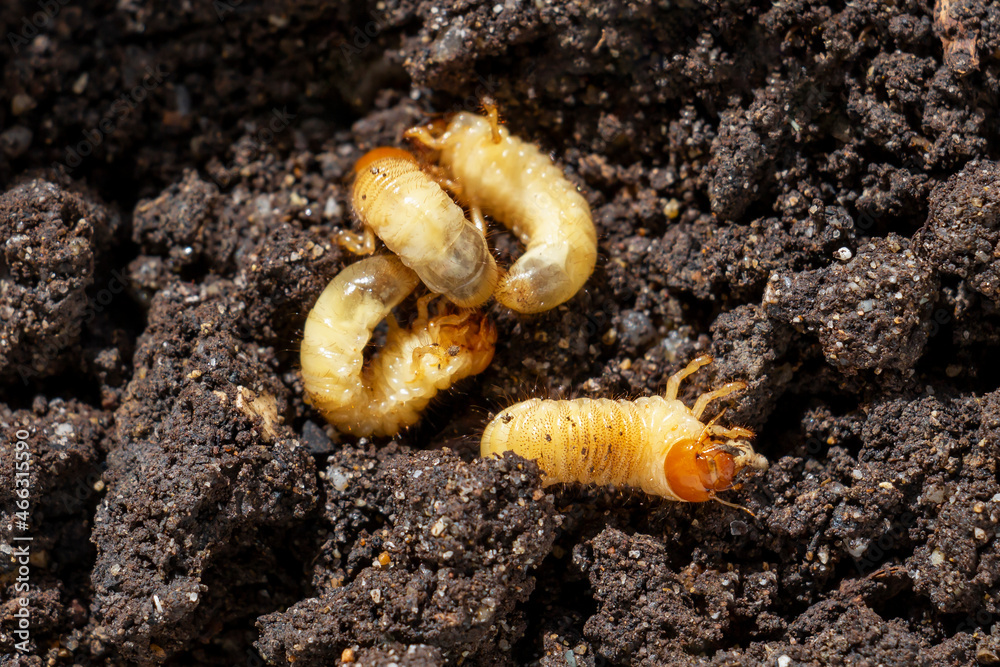 Beetle Worm or Scarab Beetle in soil on farm is dangerous insect pest ...
