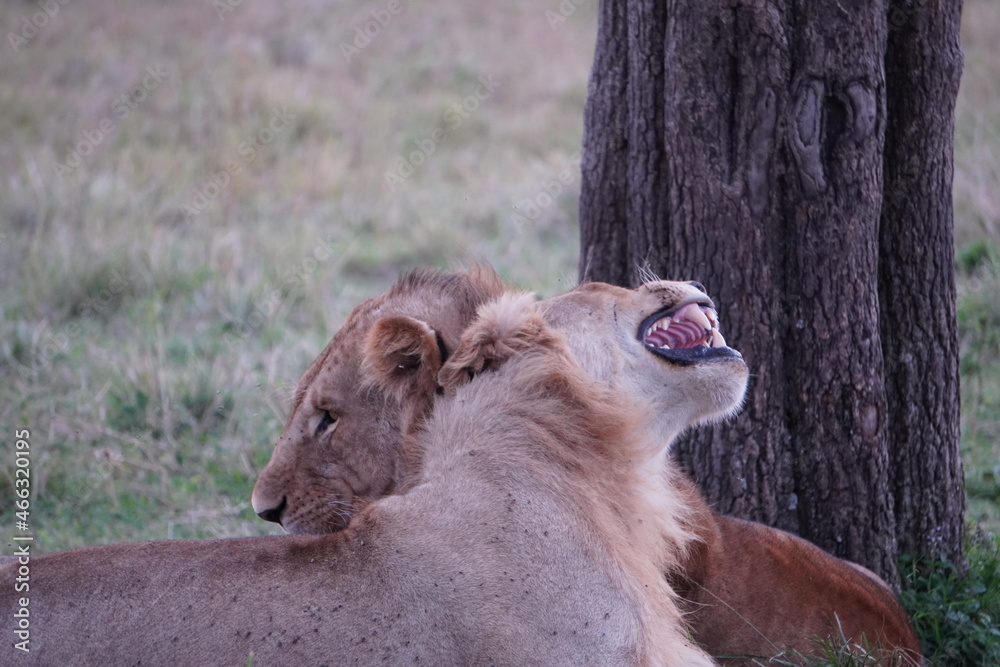 juvenile male lion looks like laughing Stock Photo | Adobe Stock