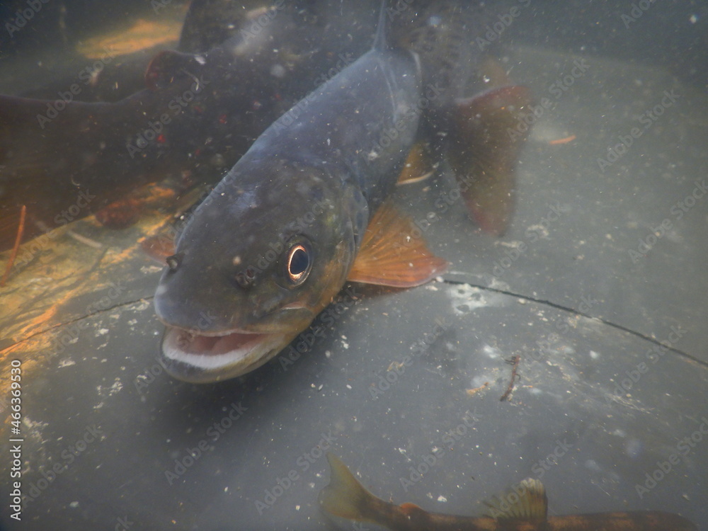 The brown trout Salmo trutta European species of salmonid fish widely ...