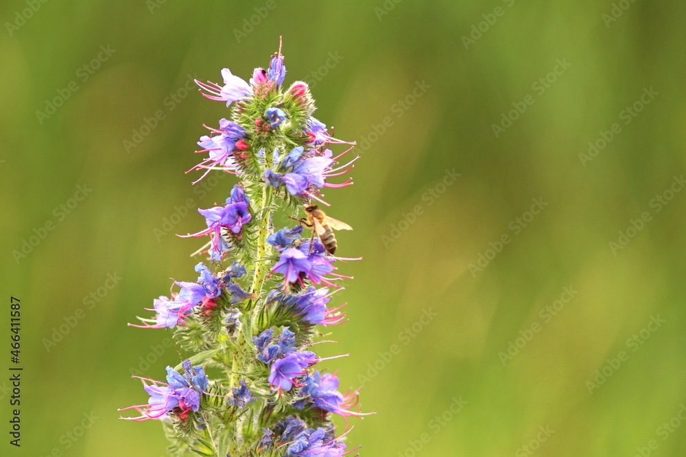 Echium vulgare a blue-flowering plant called Viper's Bugloss or Blue ...