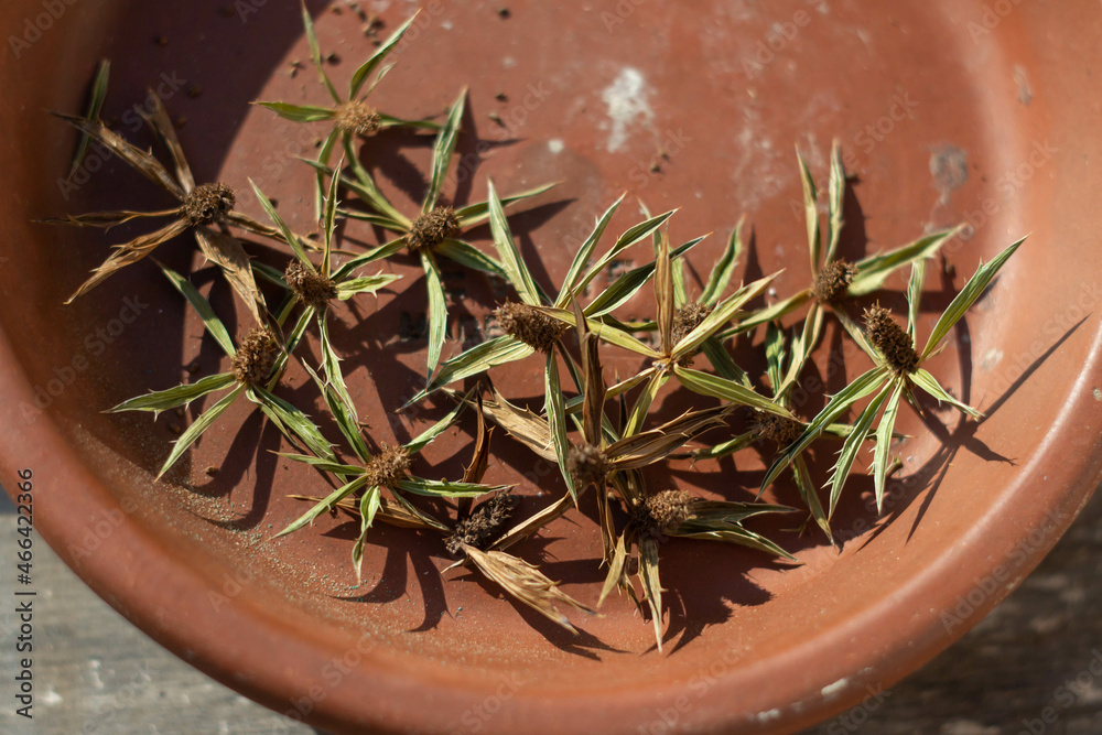 Seed of culantro recao(Eryngium foetidum) is a tropical perennial herb ...