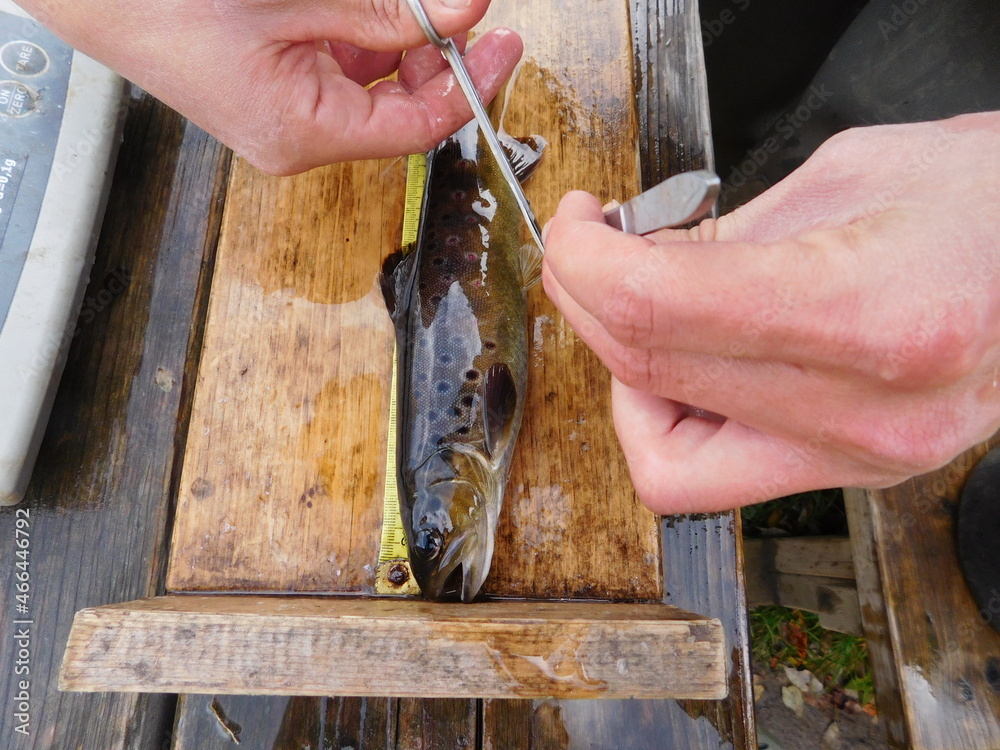 The brown trout Salmo trutta European species of salmonid fish widely ...